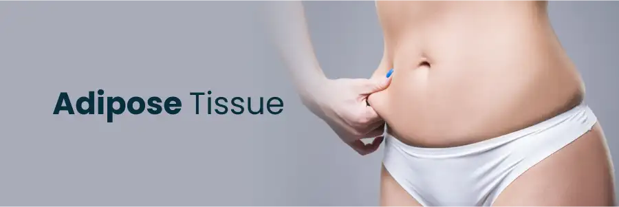 Understanding Adipose Tissue